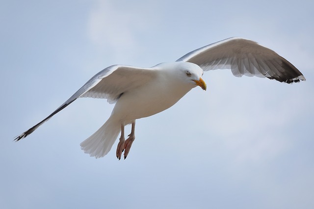 17.32 How do birds fly? – Thinking about Science with David Hukins