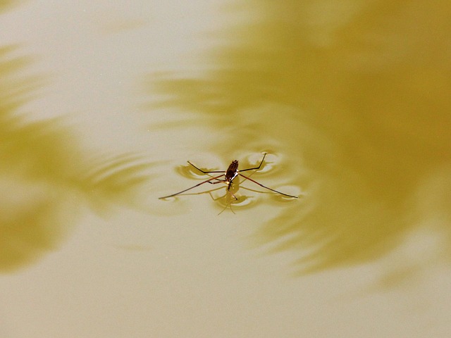 17.43 Walking on water – surface tension – Thinking about Science with ...