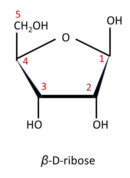 20.38 Sugars – Thinking about Science with David Hukins