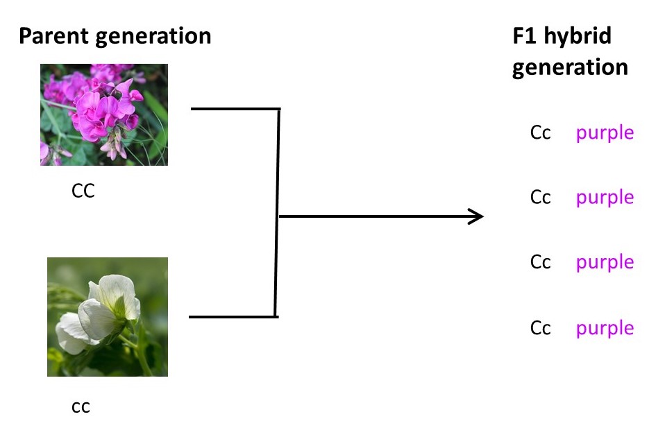 21.8 Genes – Thinking about Science with David Hukins