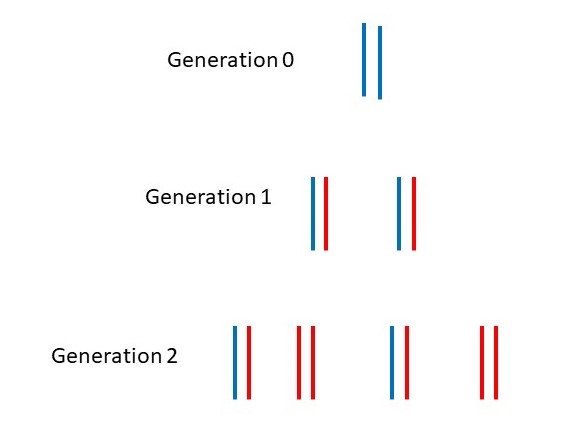 21.14 Copying genetic information – Thinking about Science with David ...