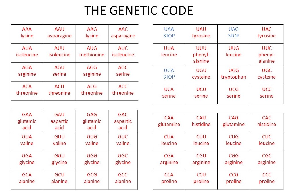 21.24 The genetic code – Thinking about Science with David Hukins