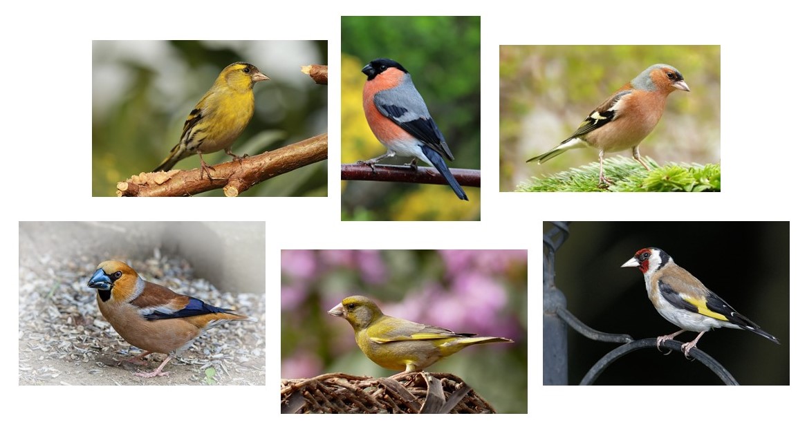 23.7 Darwin’s theory of evolution – Thinking about Science with David ...